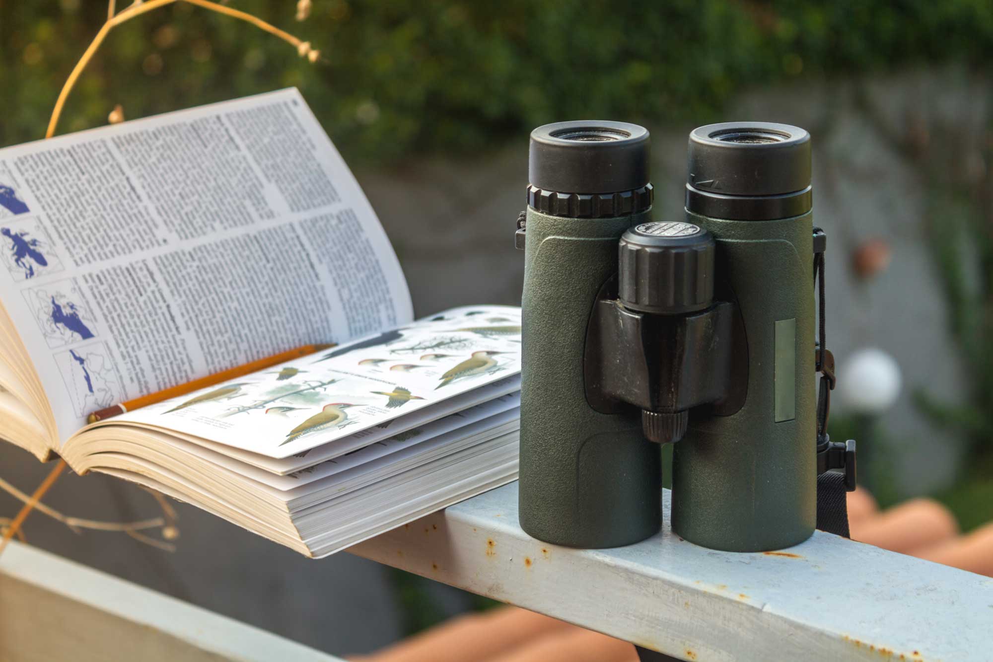 Beginner's Guide to Binoculars